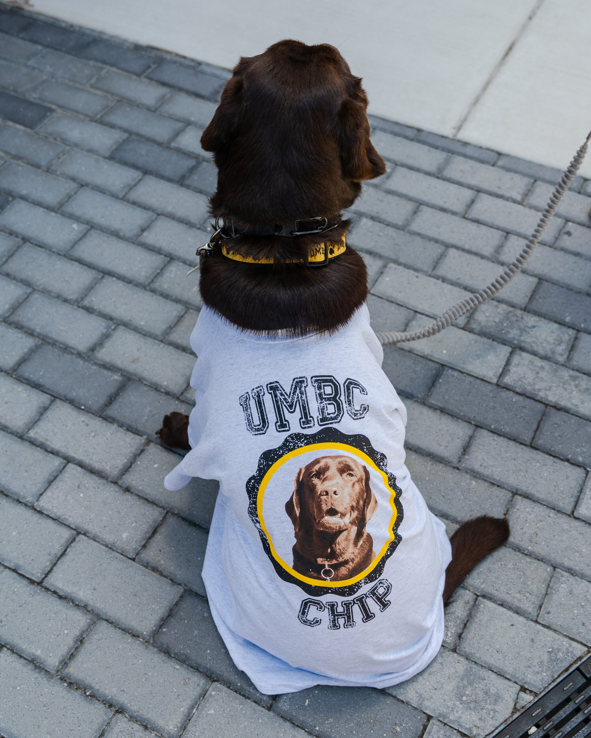 What's It Like When "Take Your Dog To Work Day" Is Every Day? - UMBC ...