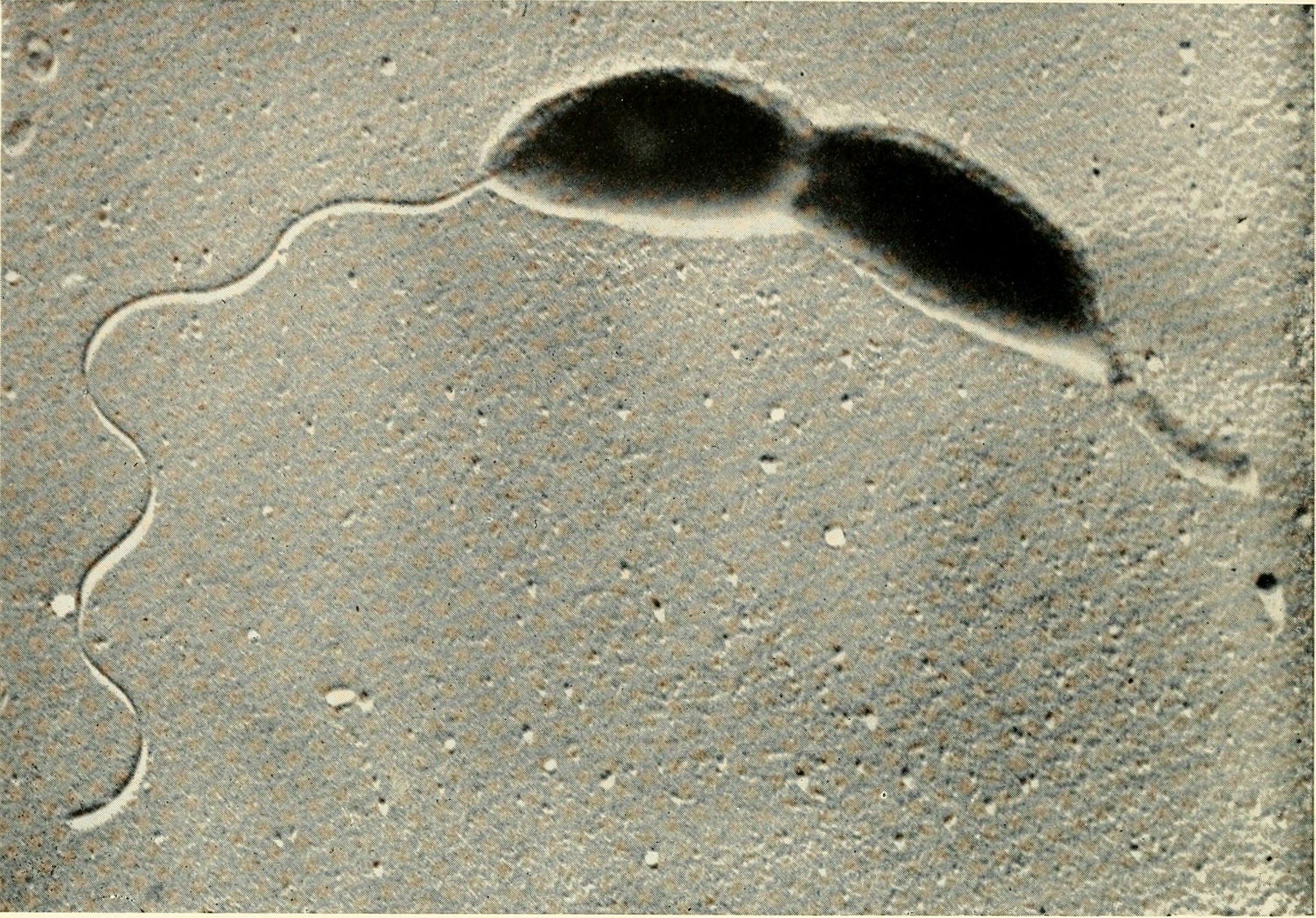 New UMBC Research Finds That Viruses May Have “eyes And Ears” On Us ...