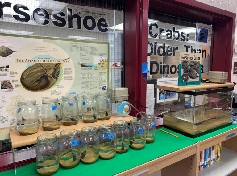 Alumna Introduces Horseshoe Crabs To K-12 Classrooms To Raise These ...
